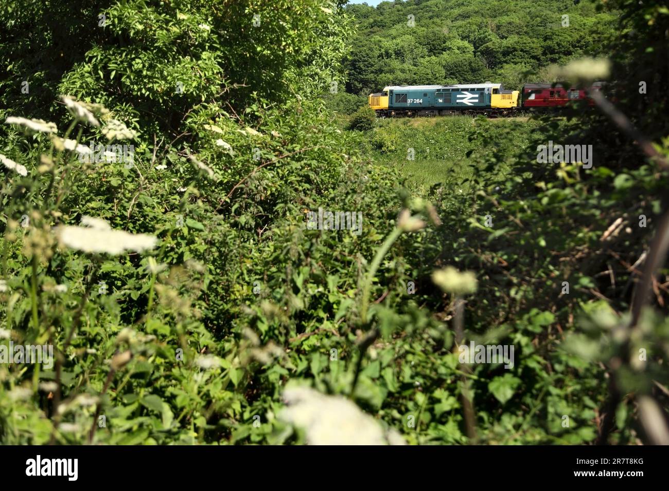 Preserved Class 37 diesel locomotive 37264 passes Esk Valley shortly ...