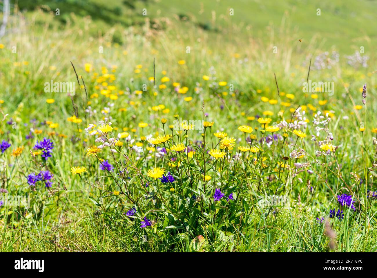Wildflower meadow in the Prealps in the Enns valley near the village Gro Stock Photo - Alamy
