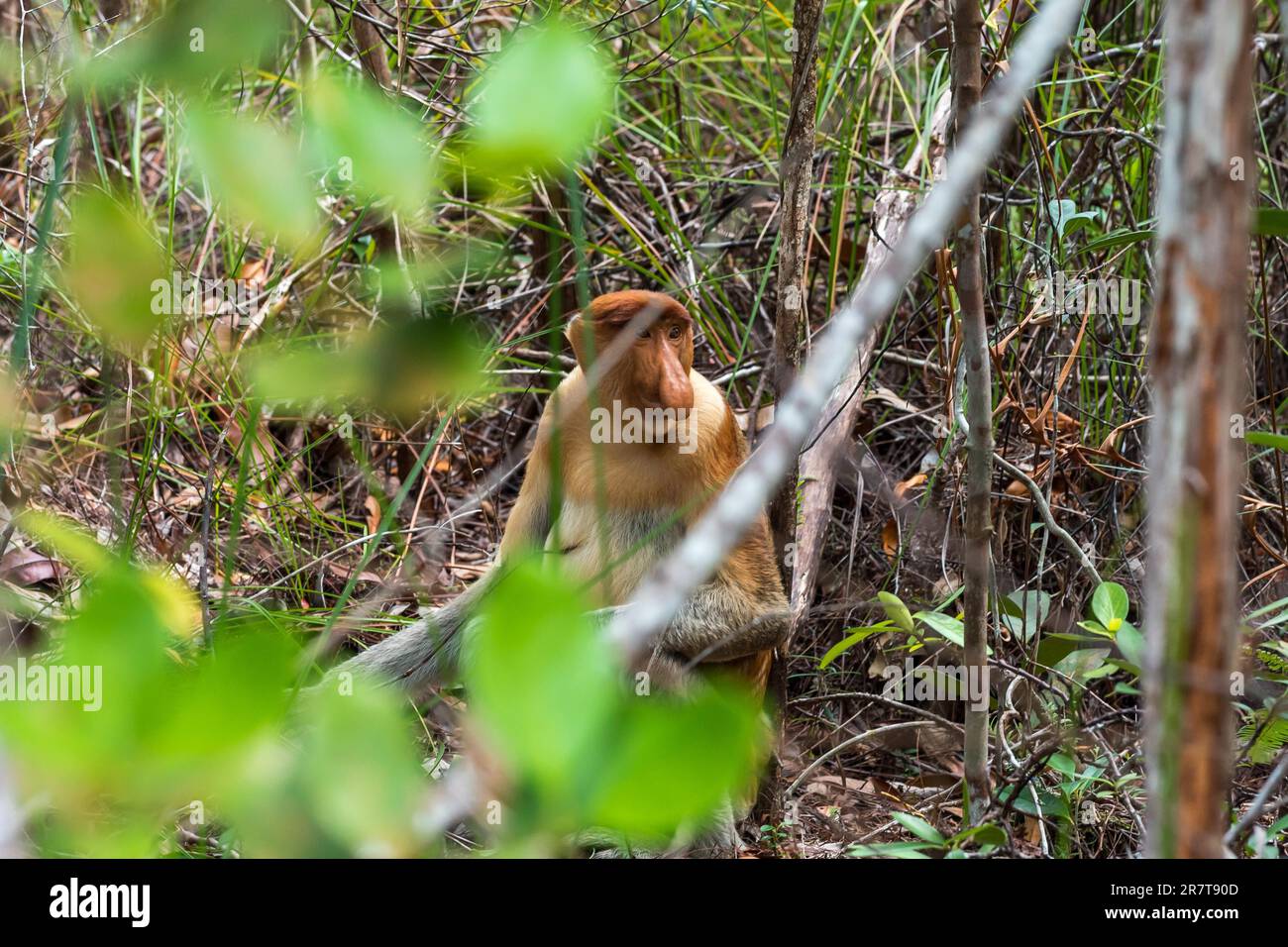 Long-nosed monkey, on the ground sitting, in the Bako National Park ...