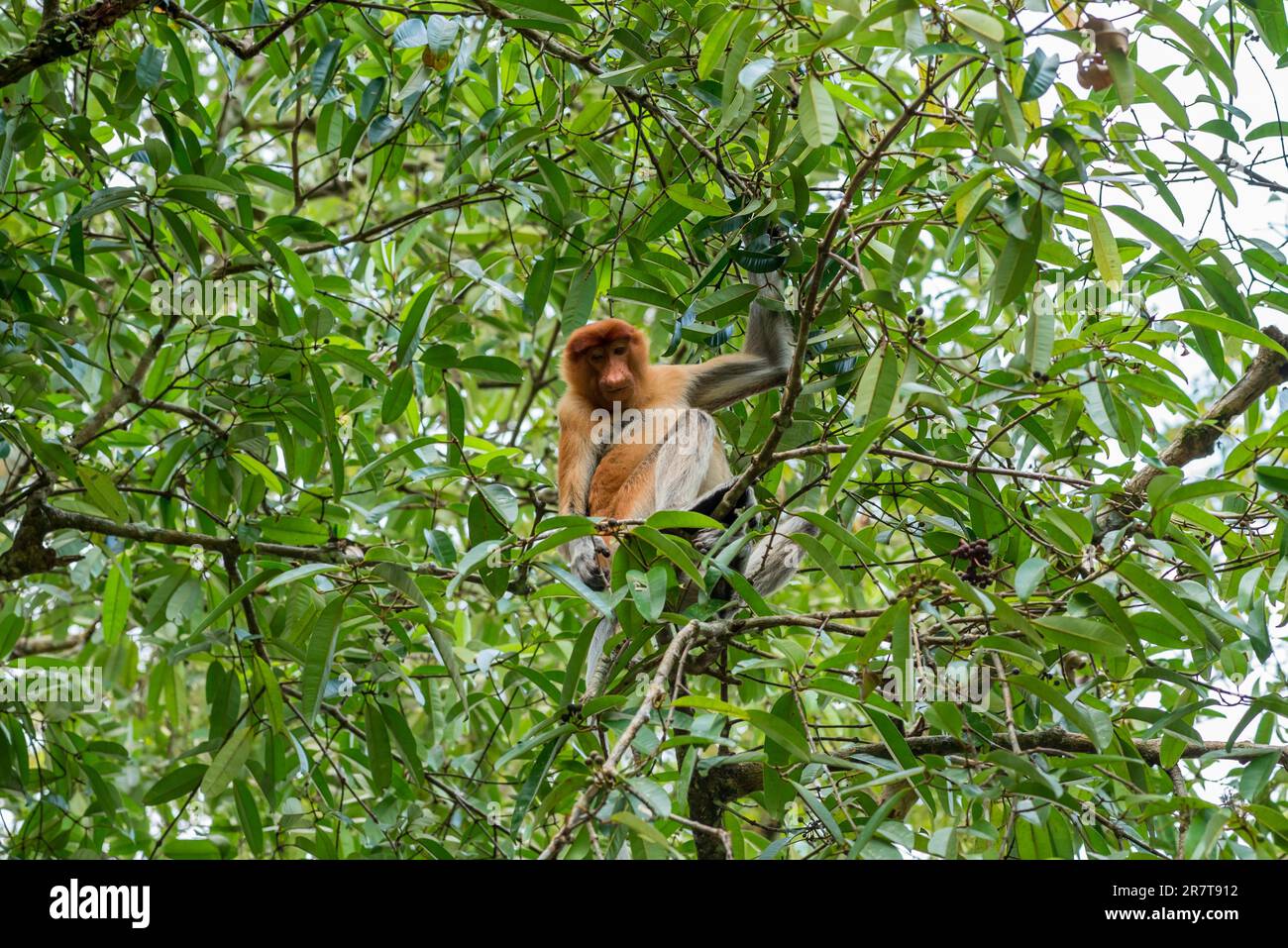 Long-nosed monkey in a tree in the Bako National Park, which is home to ...