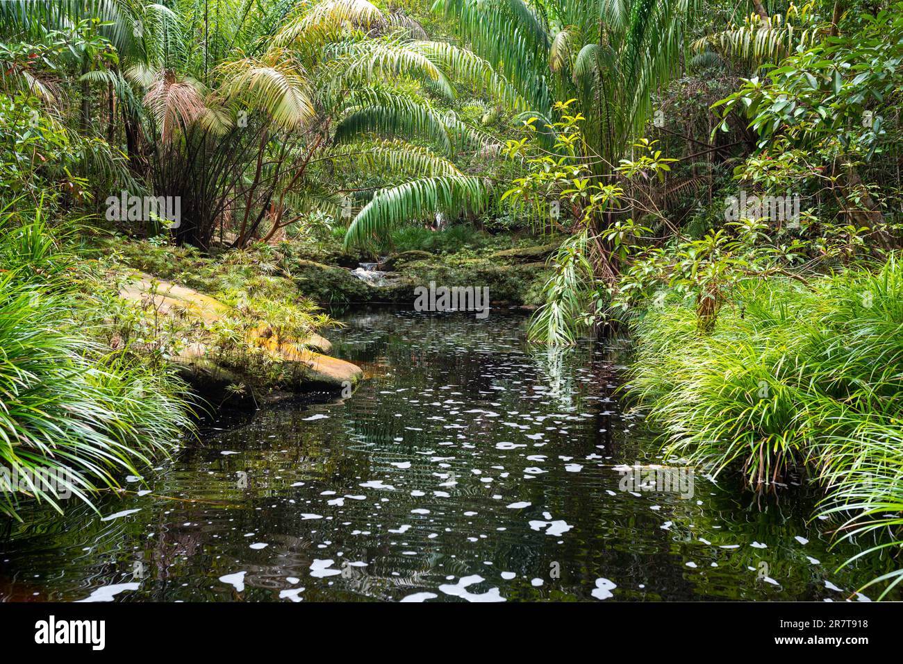 Pool of the Tajor waterfalls in the Bako National Park on Borneo. It is ...