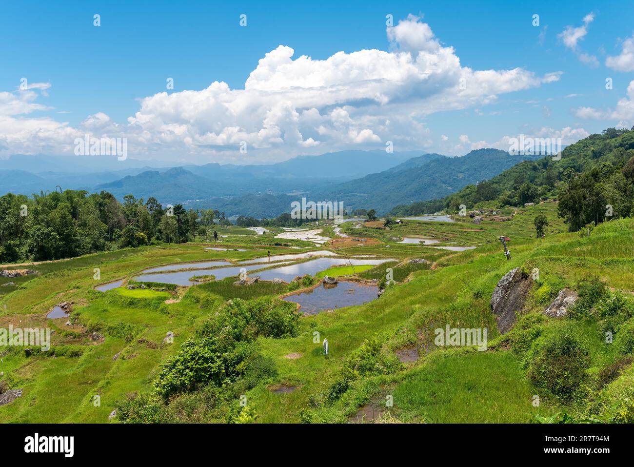 Rice terraces carved into steep mountainsides in Tana Toraja, centrally ...