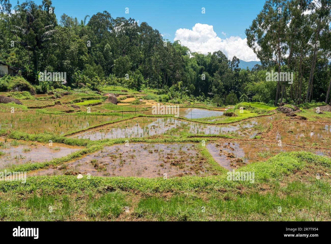 Rice terraces carved into steep mountainsides in Tana Toraja, centrally ...