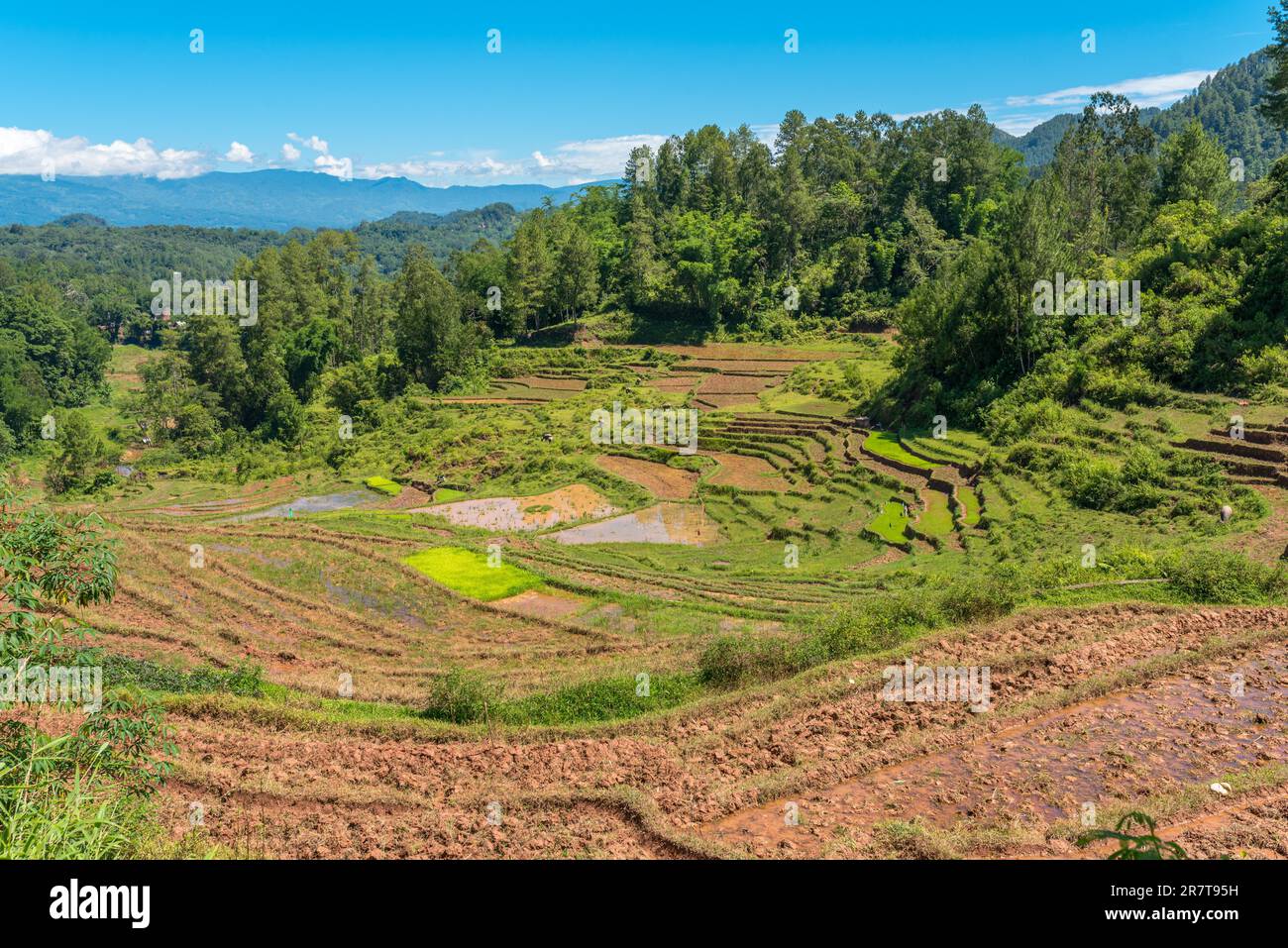 Rice terraces carved into steep mountainsides in Tana Toraja, centrally ...
