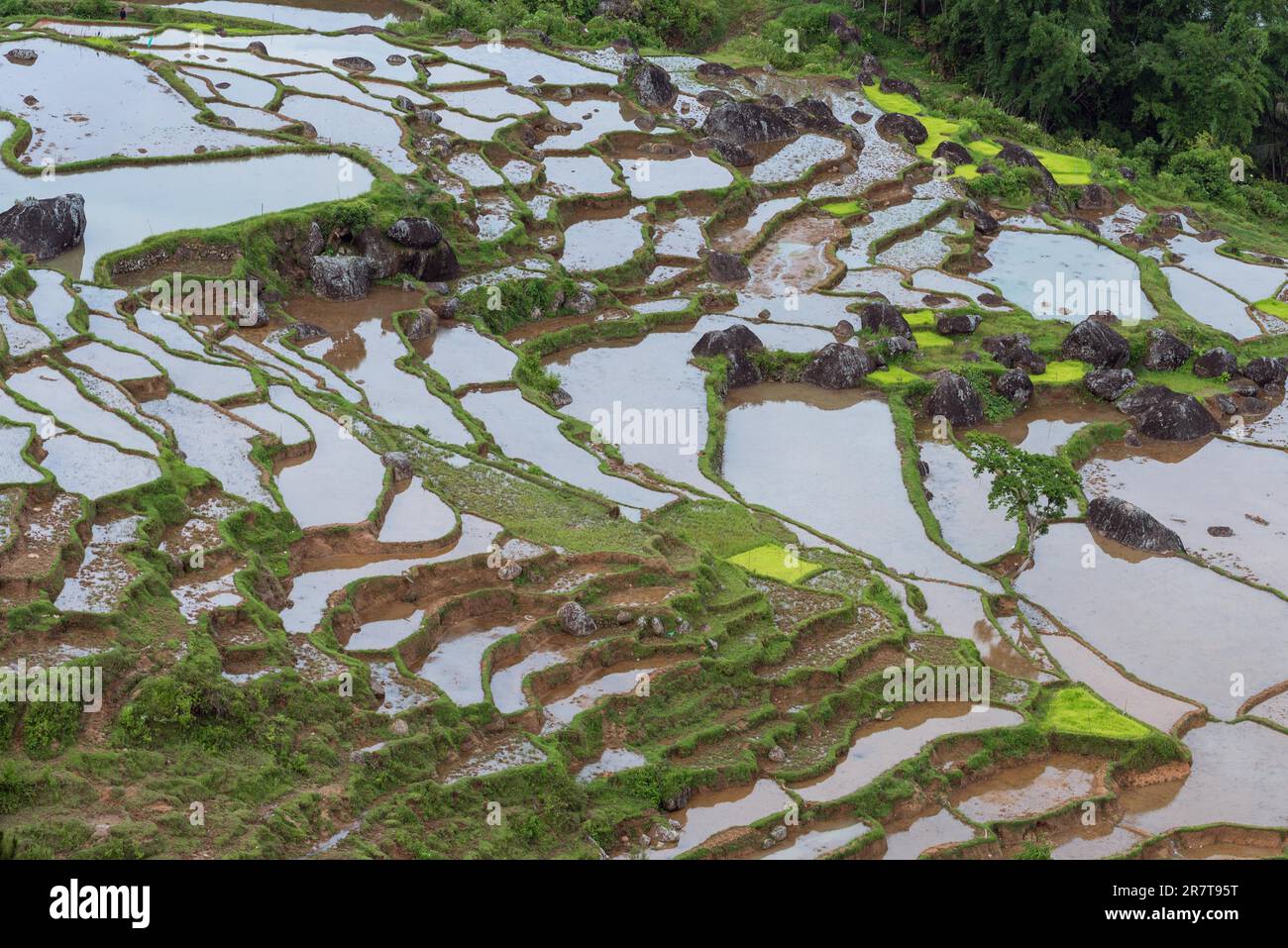 Rice terraces carved into steep mountainsides in Tana Toraja, centrally ...