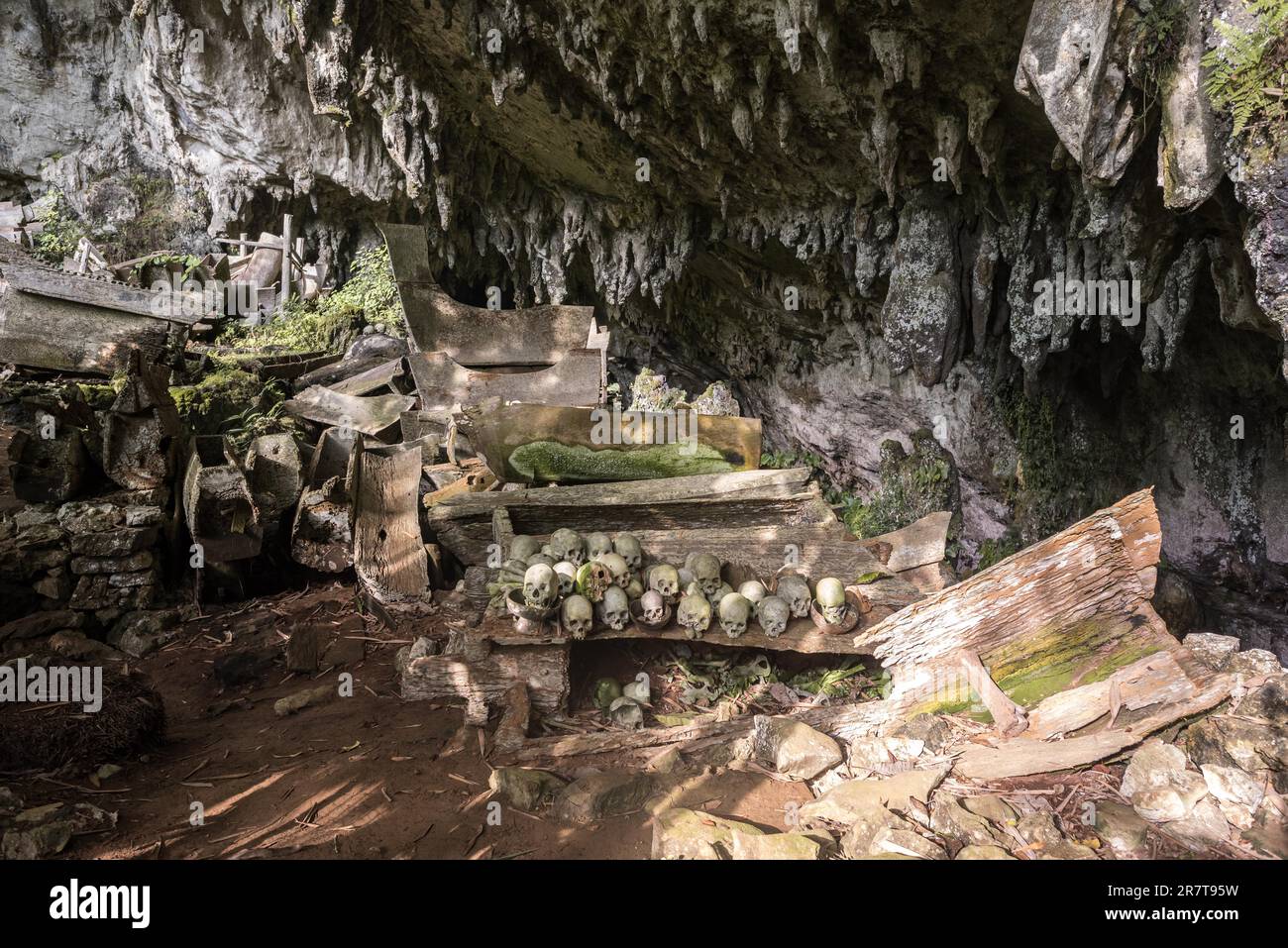 The spectacular cave tomb of Lombok Parinding which has housed the dead ...