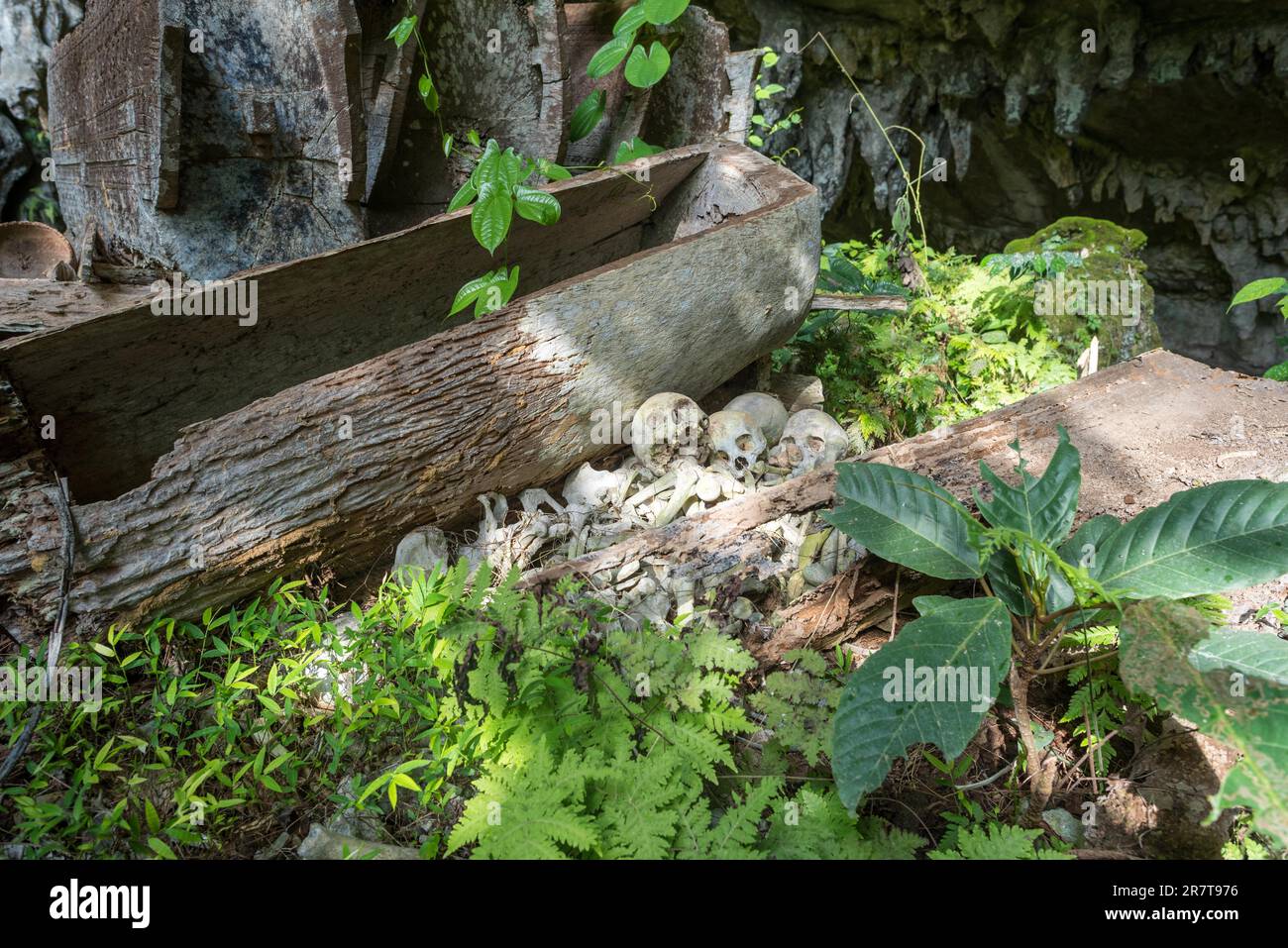 The spectacular cave tomb of Lombok Parinding which has housed the dead ...