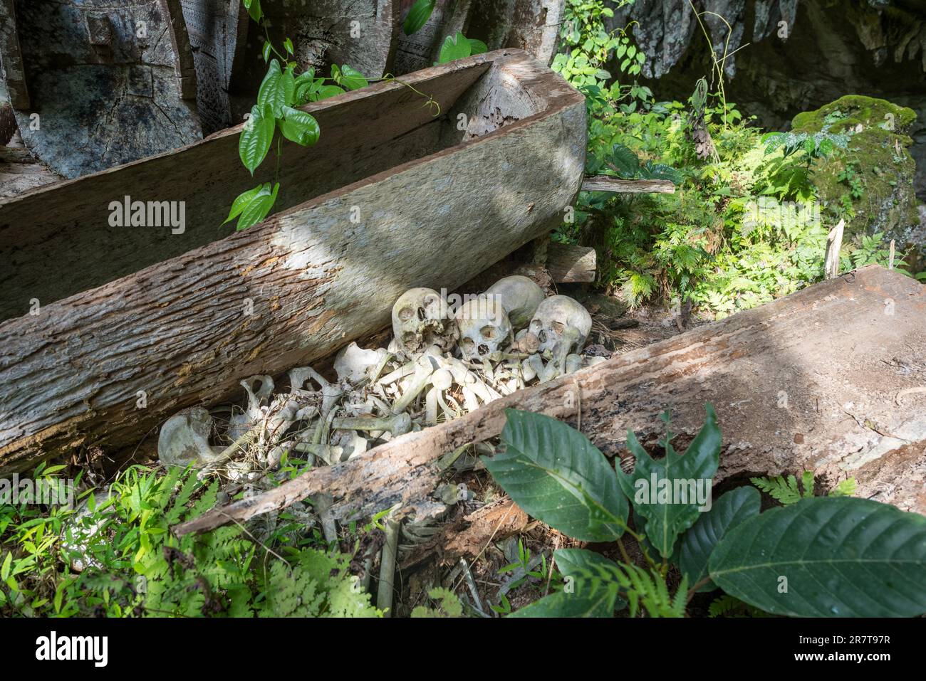 The spectacular cave tomb of Lombok Parinding which has housed the dead ...