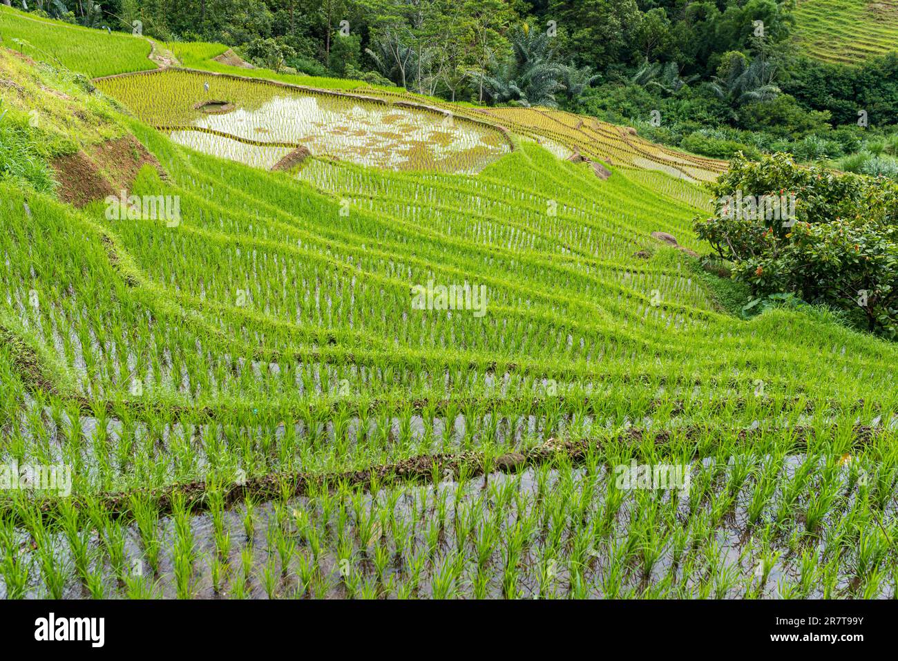 Rice terraces carved into steep mountainsides in Tana Toraja, centrally ...