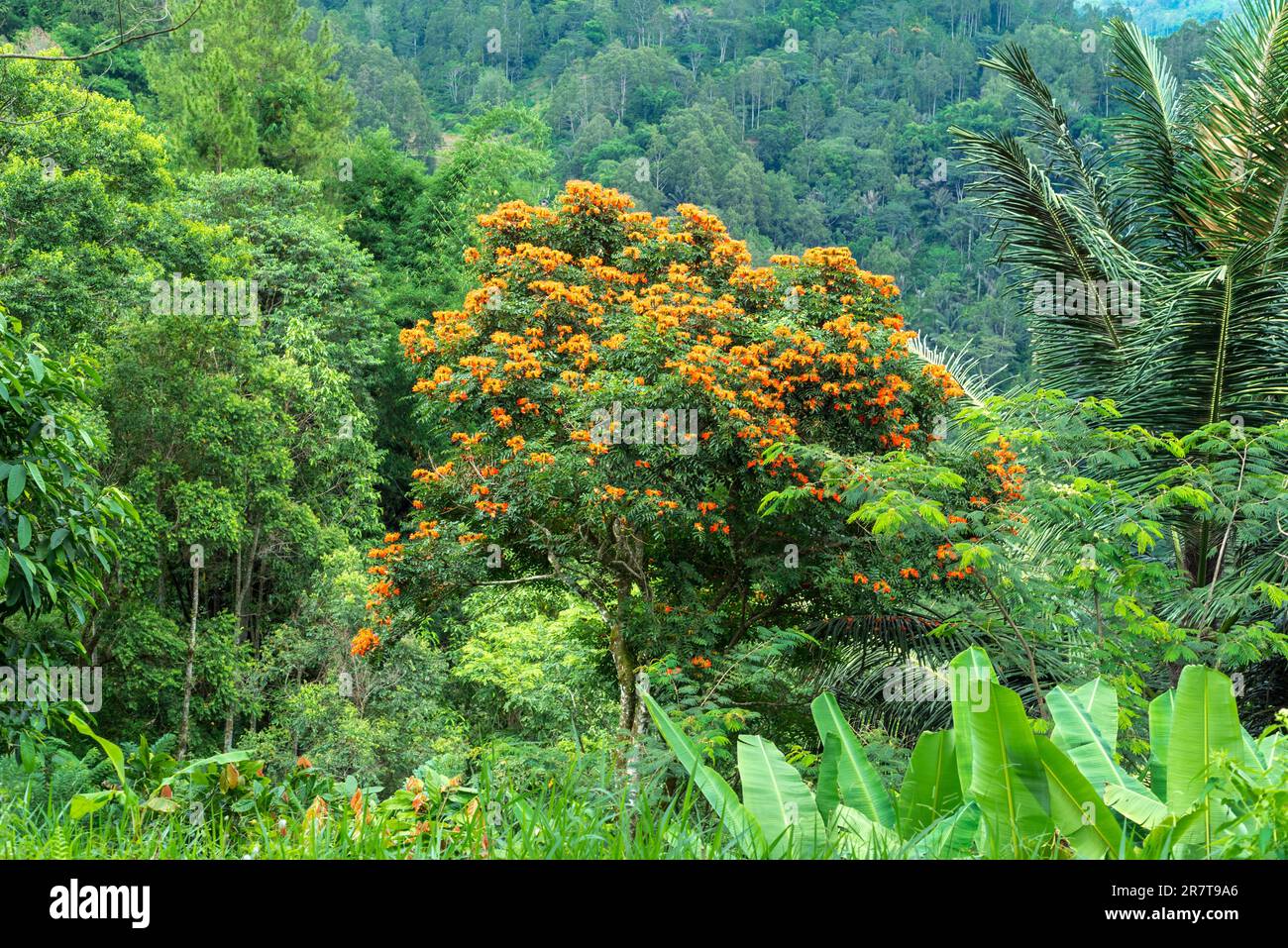 Flamboyant red-orange flowers on the African tulip tree in the ...