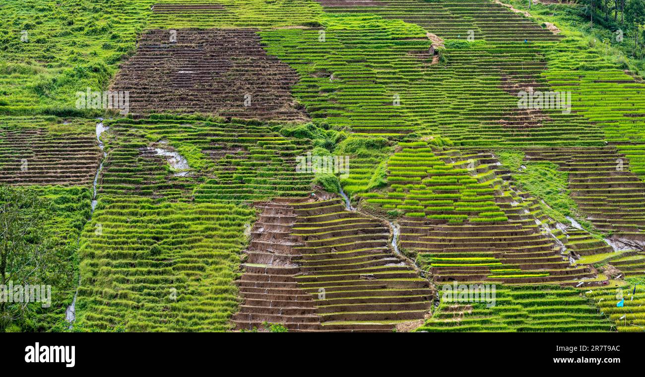 Rice terraces carved into steep mountainsides in Tana Toraja, centrally ...