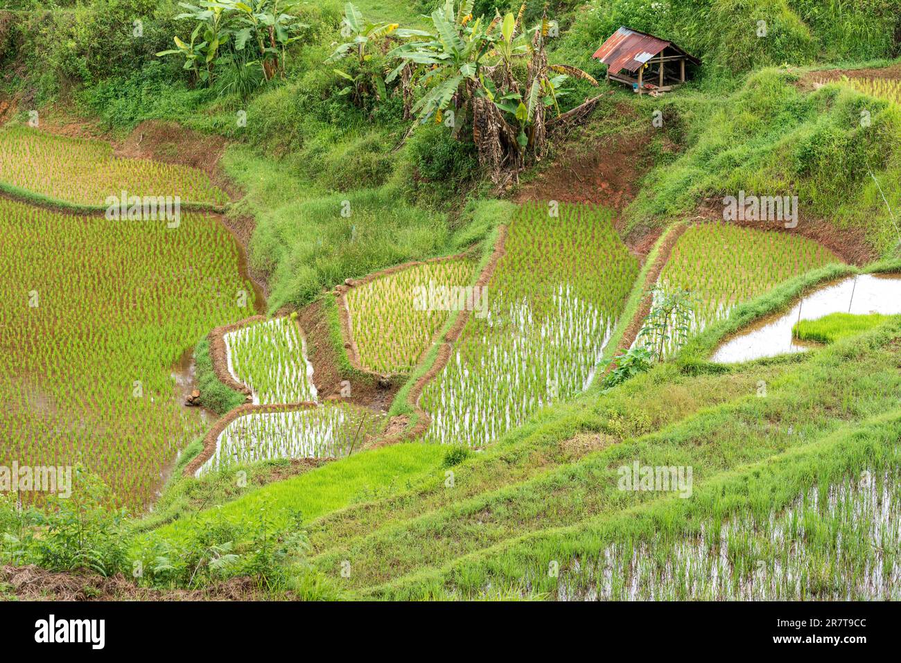 Rice terraces carved into steep mountainsides in Tana Toraja, centrally ...