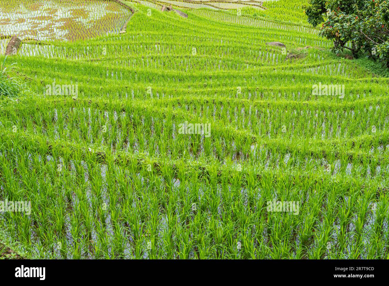 Rice terraces carved into steep mountainsides in Tana Toraja, centrally ...