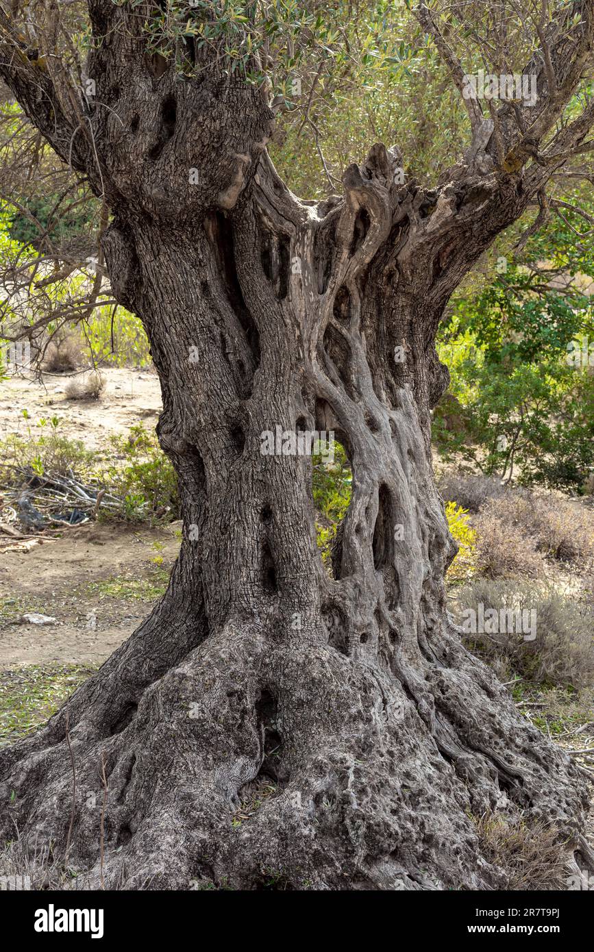 Knobby old scarred trunk of an Olive tree in an olive grove in the ...