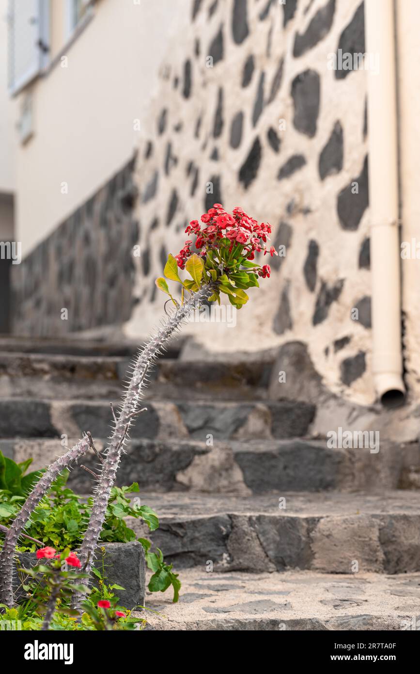 commonly named Christ thorn or Christ plant (Euphorbia milii), in ...