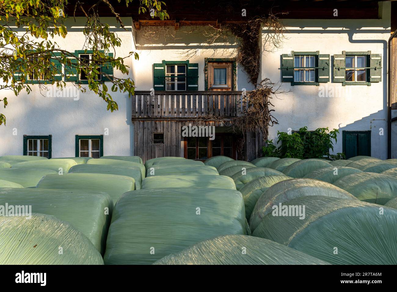 Completely wrapped silage bale behind a farmhouse in Ettenberg in the ...