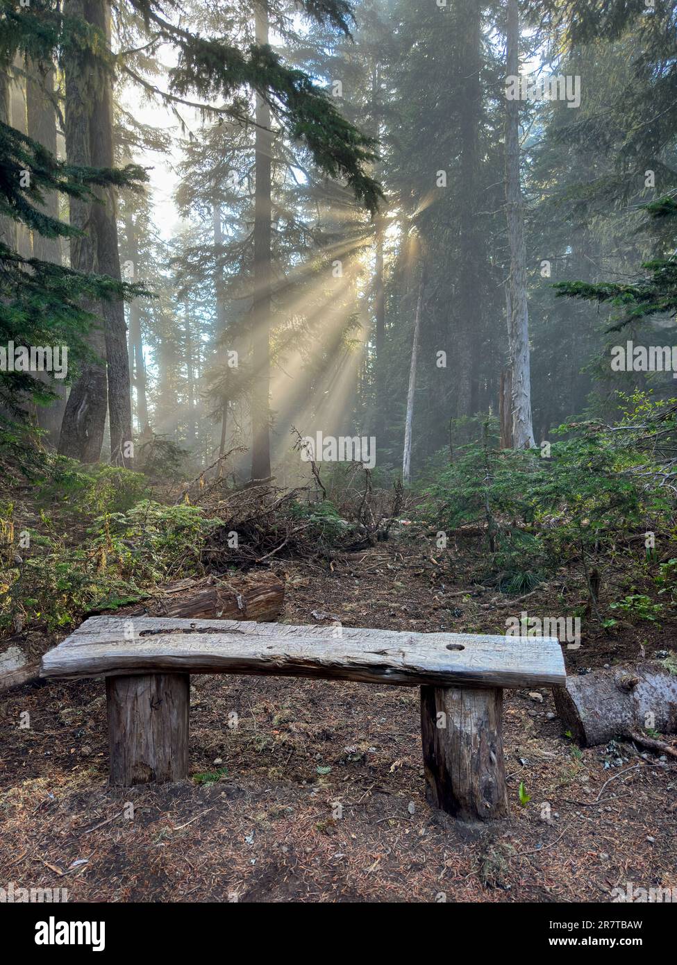 High Rock Trail to view Mount Rainier in Washington State Stock Photo ...