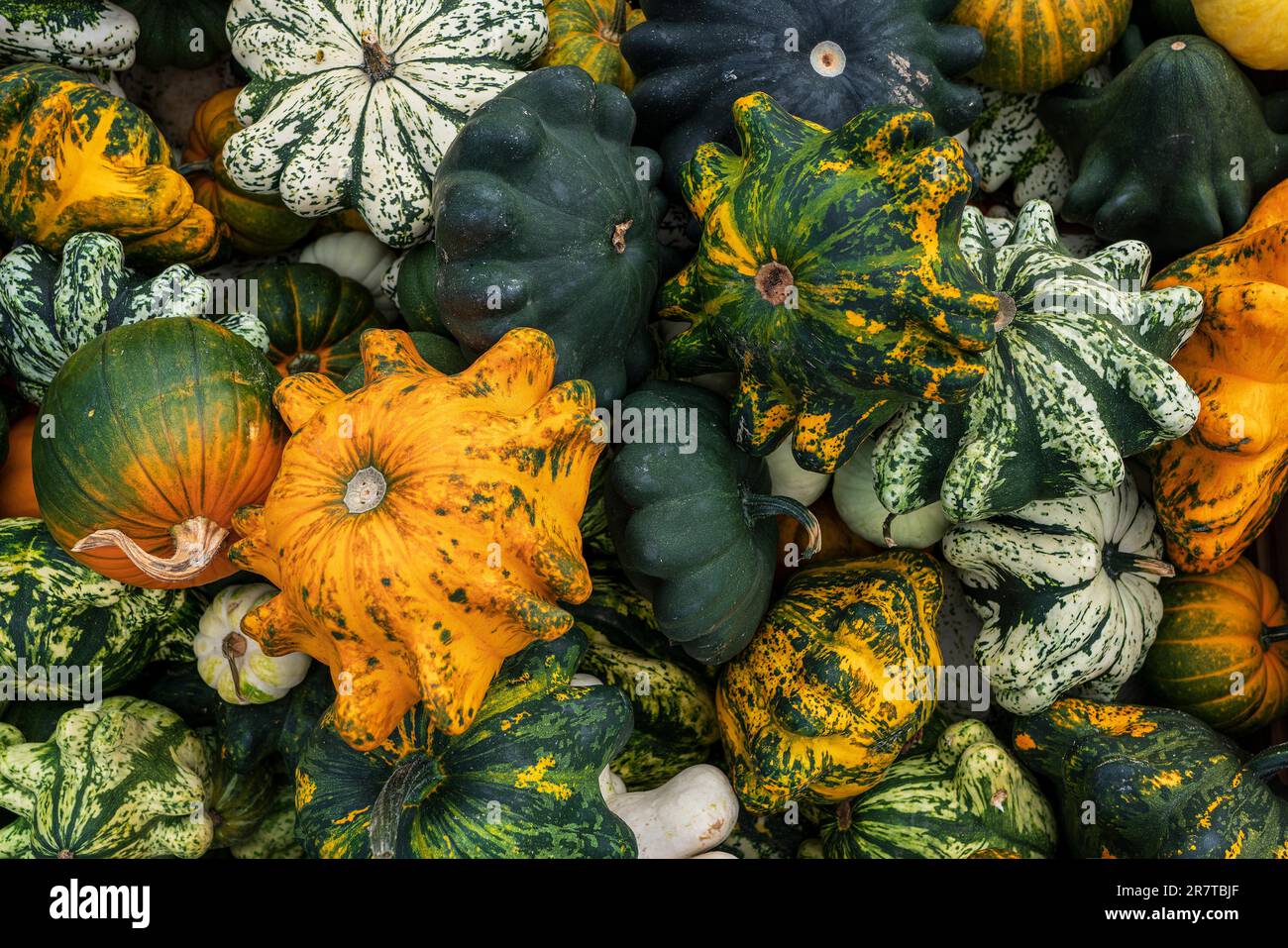 Different types of gourds side by side Stock Photo - Alamy