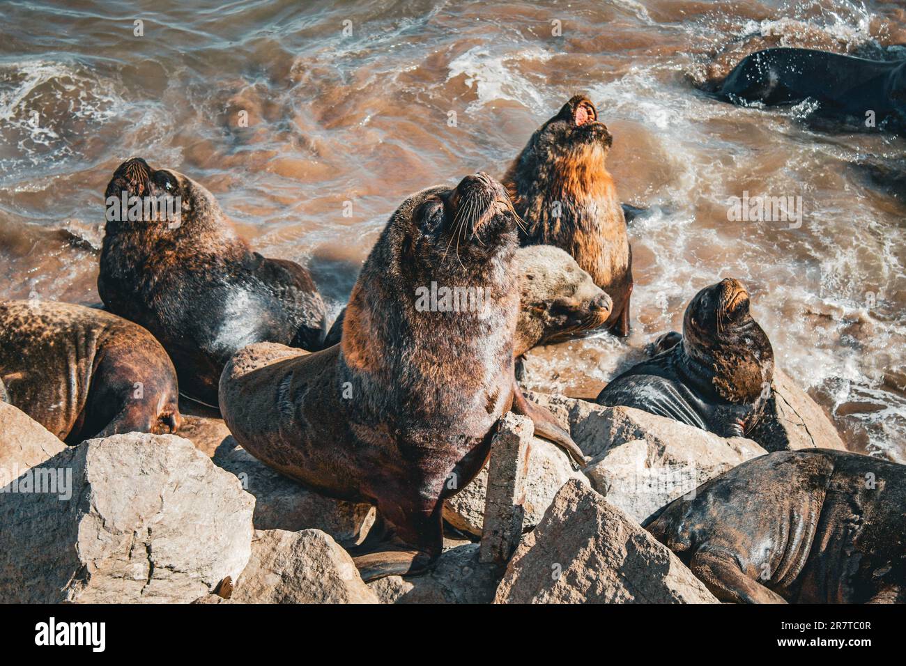 Taking sun bath hi-res stock photography and images - Alamy