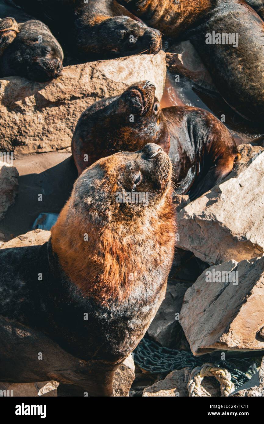 Taking sun bath hi-res stock photography and images - Alamy