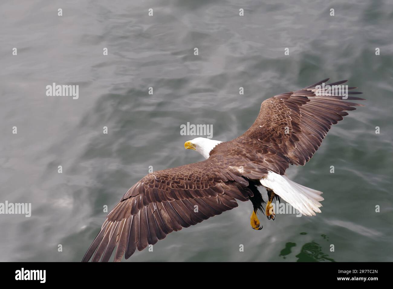 Adult bald eagle in flight, National Park, Khutzeymateen Grizzly Bear ...
