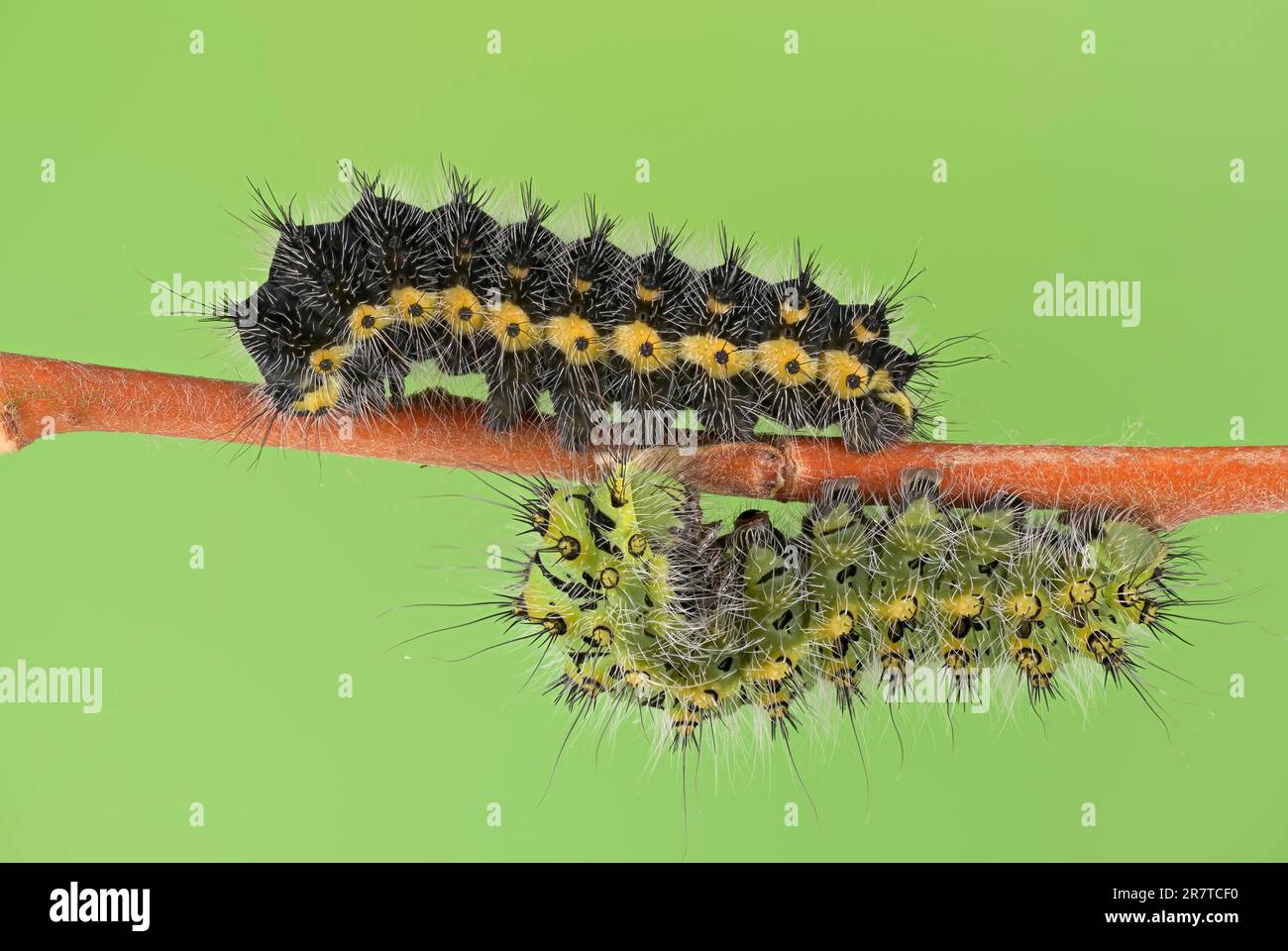 Small emperor moth (Saturnia pavonia), caterpillar 3rd stage 2 cm ...