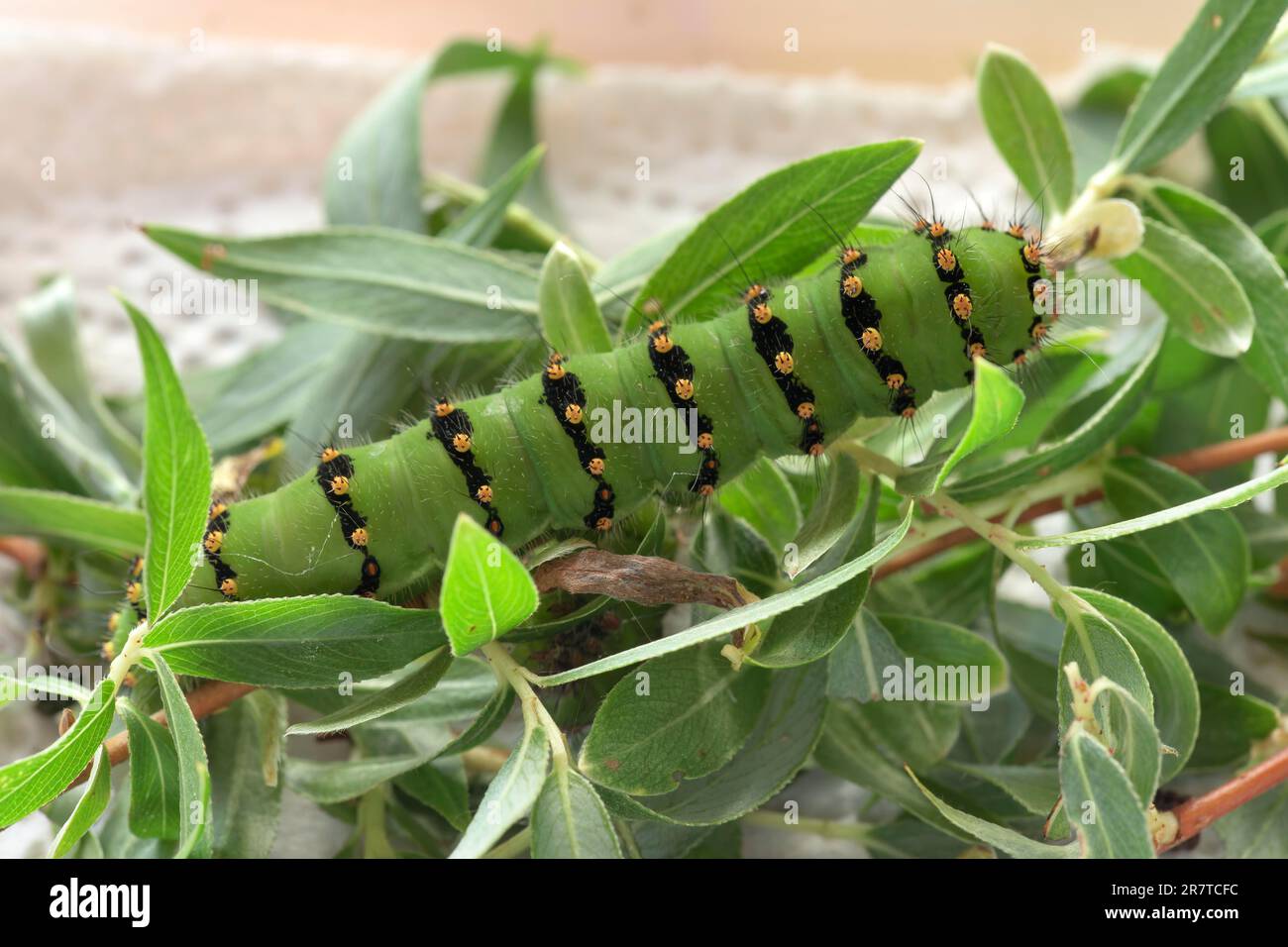 Breeding of caterpillars of the small night peacock (Saturnia pavonia ...
