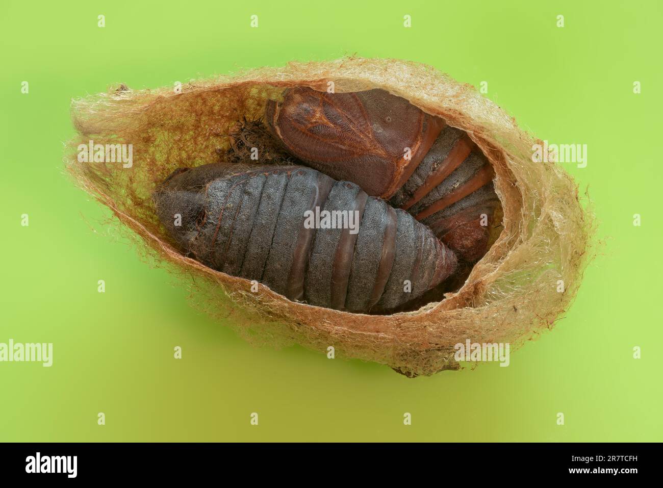 Small emperor moth (Saturnia pavonia), cocoon cut open, special form ...