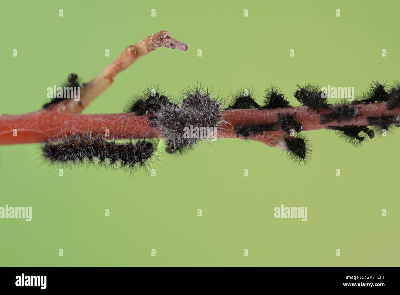 Small emperor moth (Saturnia pavonia), caterpillar 2nd stage with ...