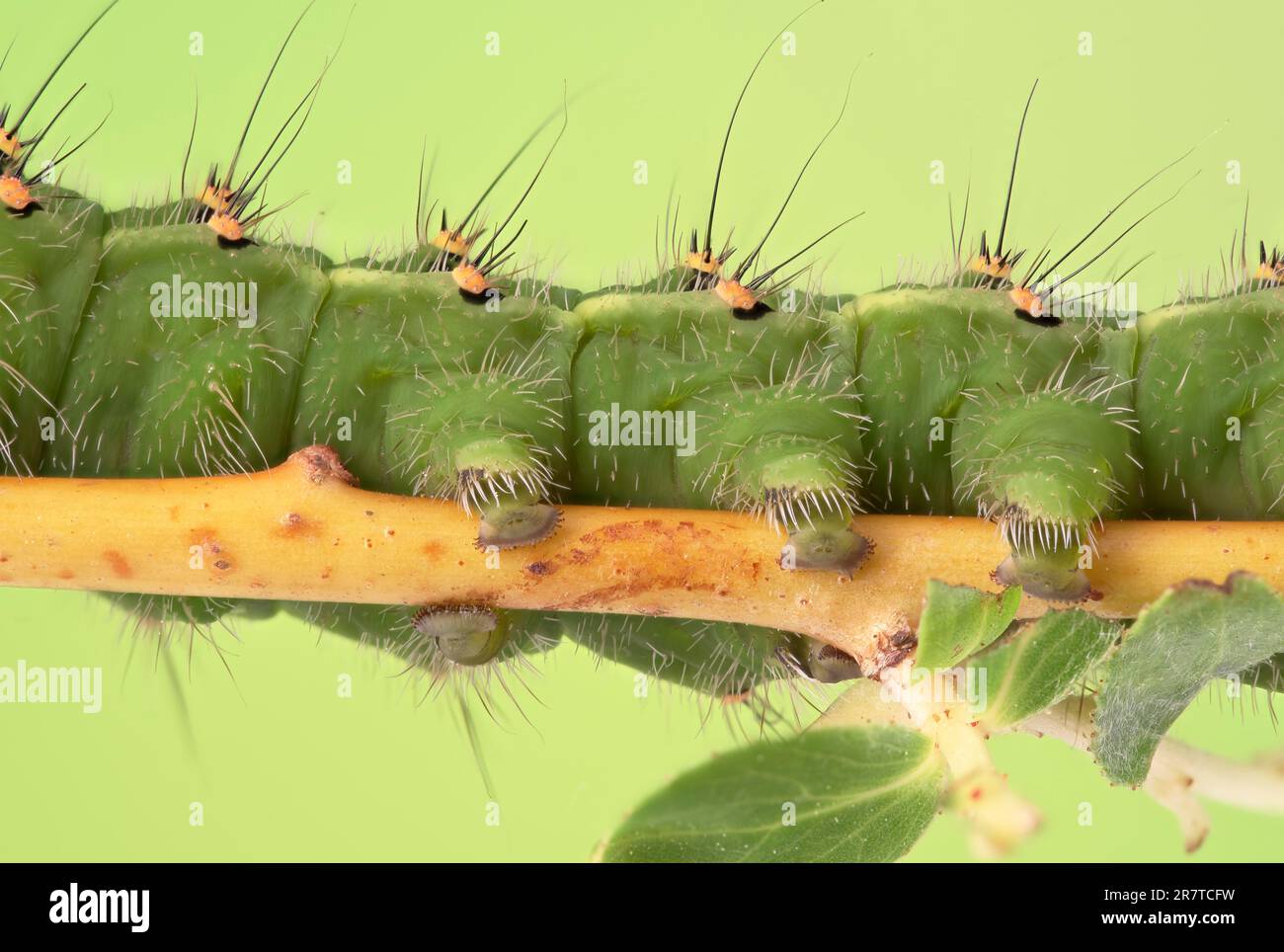 Small emperor moth (Saturnia pavonia), caterpillar 5th stage, details ...