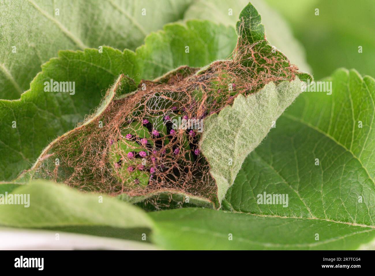 Breeding of caterpillars of the small night peacock (Saturnia pavonia ...