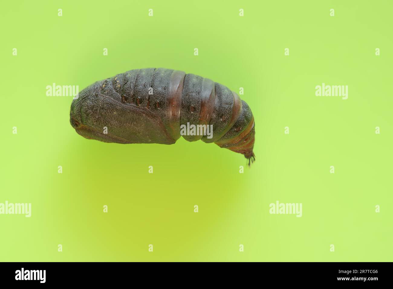 Saturnia pavonia pupa hi-res stock photography and images - Alamy