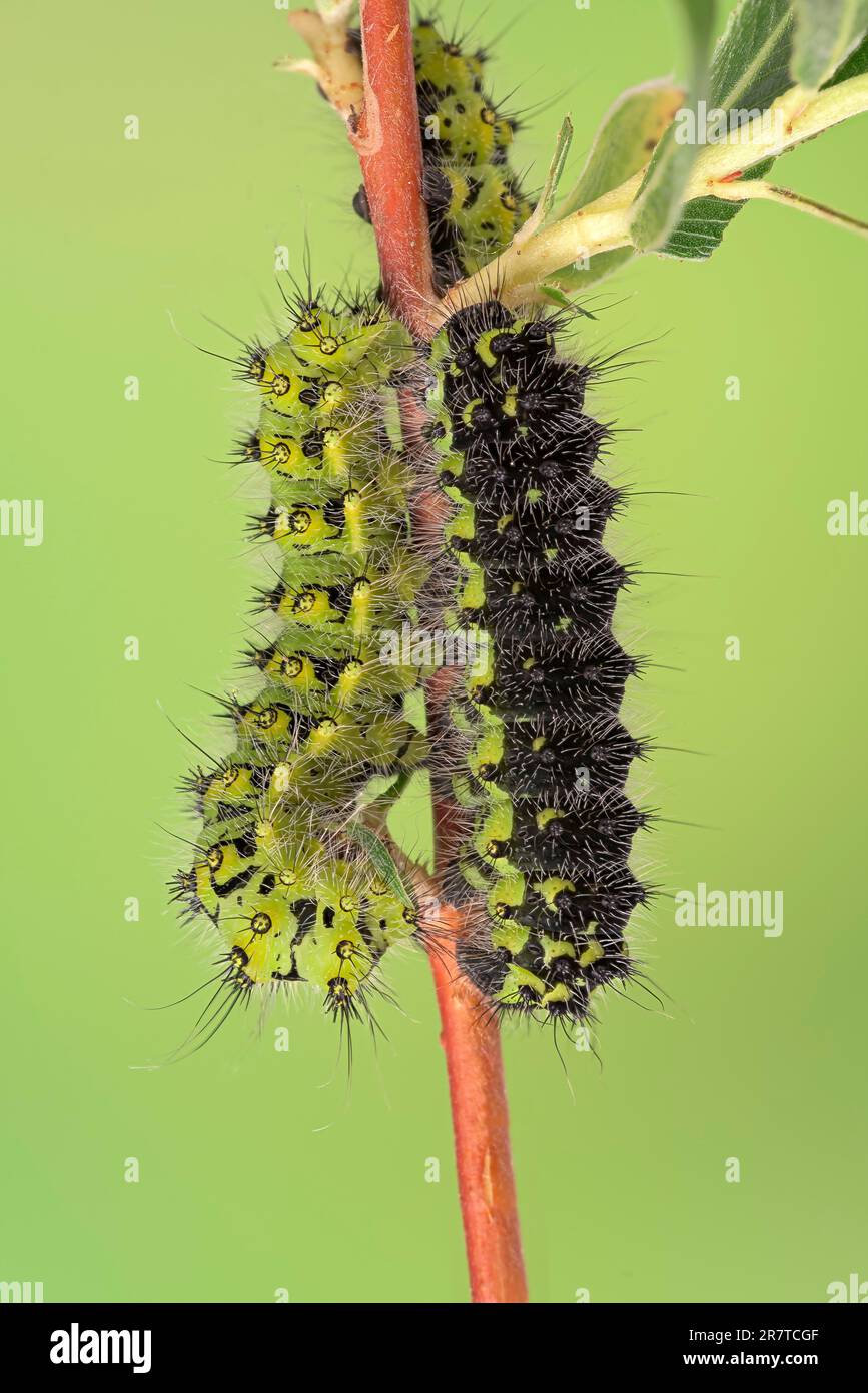 Small emperor moth (Saturnia pavonia), caterpillars 4th stage 4 cm long ...