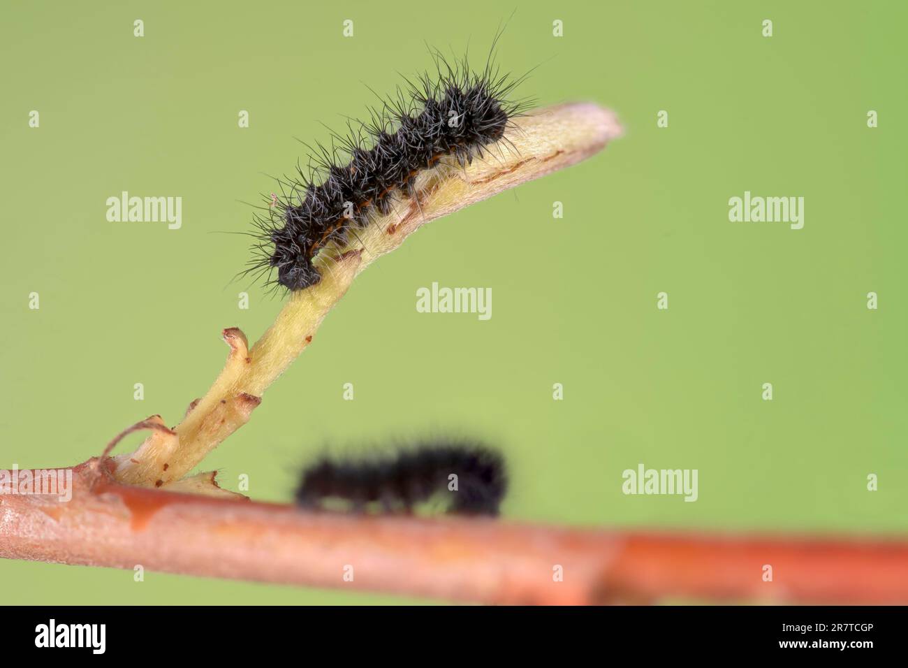 2nd lower stage hi-res stock photography and images - Alamy