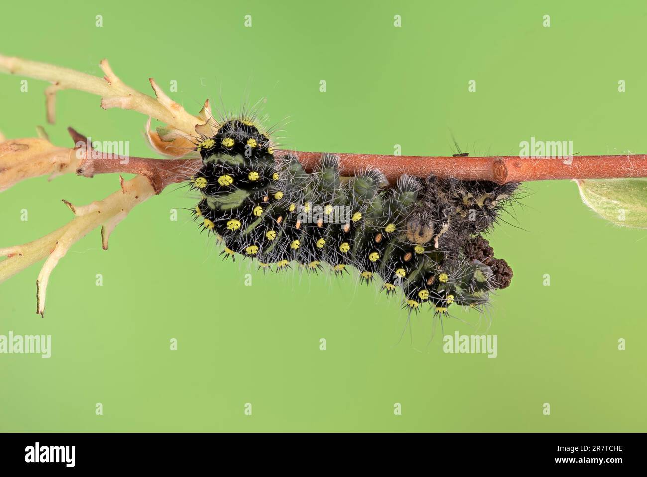Small emperor moth (Saturnia pavonia), caterpillar 4th stage with ...