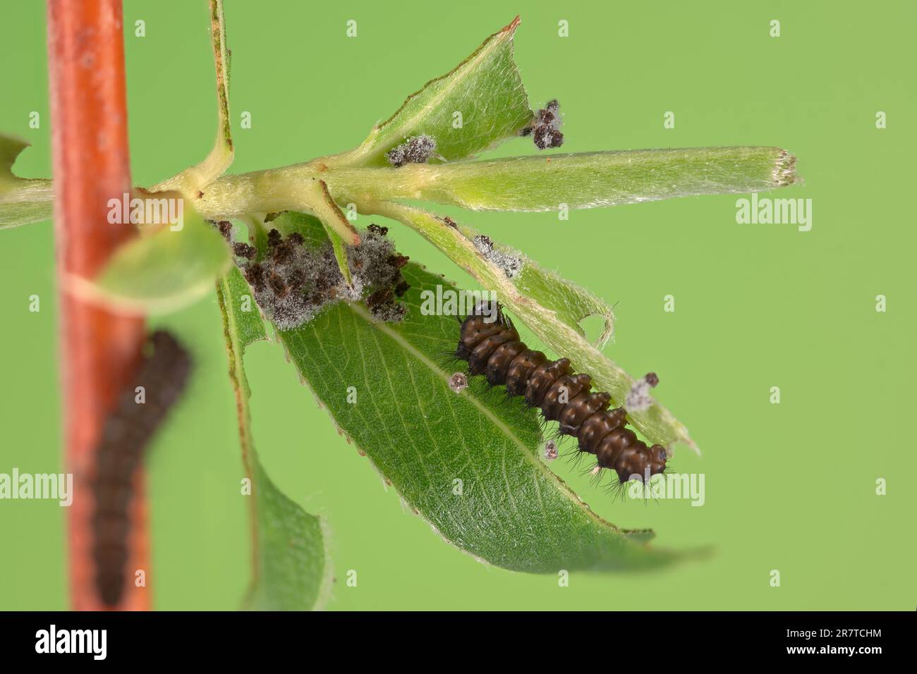 Small emperor moth (Saturnia pavonia), caterpillar 2nd stage with ...