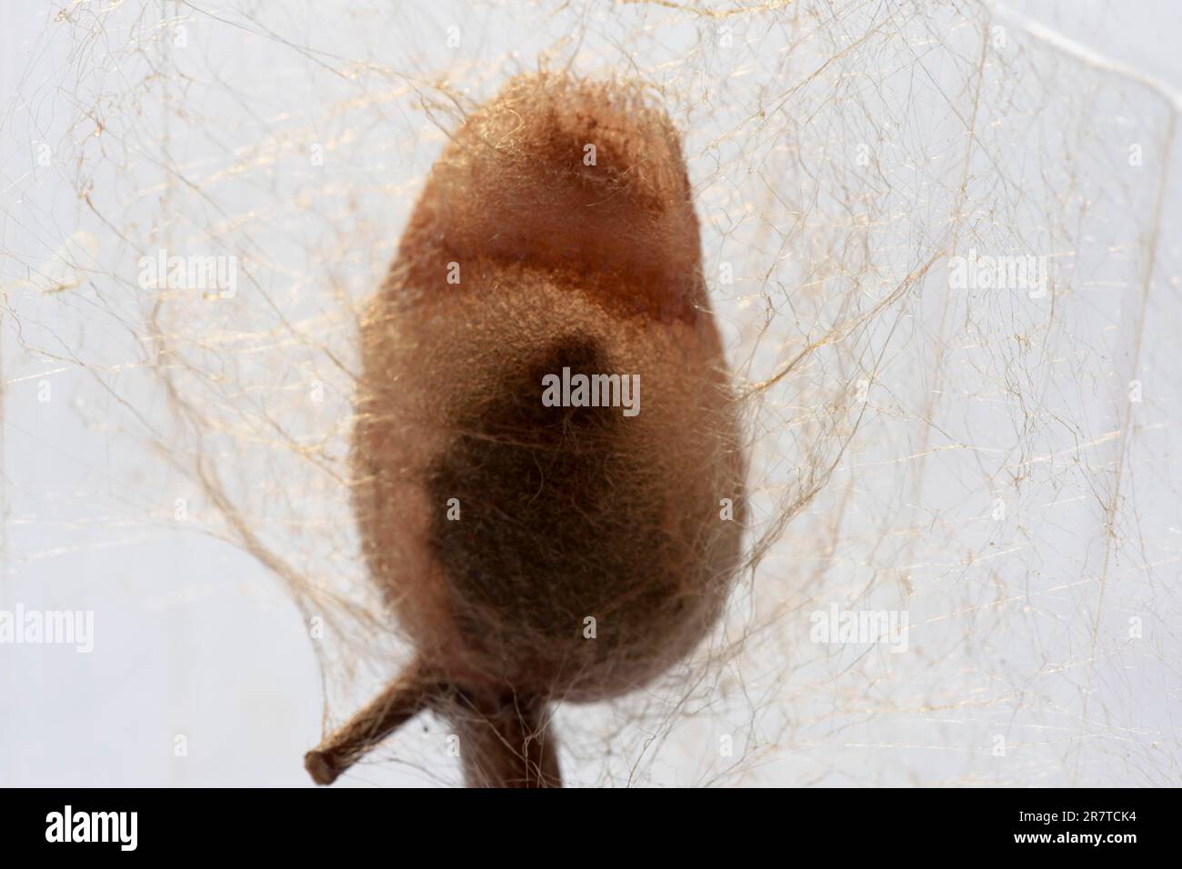 Small emperor moth (Saturnia pavonia), unfinished cocoon with ...