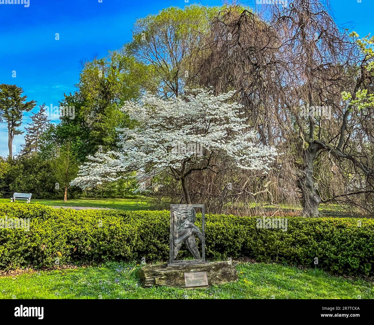 Dogwood Tree in Bloom on a Besutiful Spring Morning, York County ...