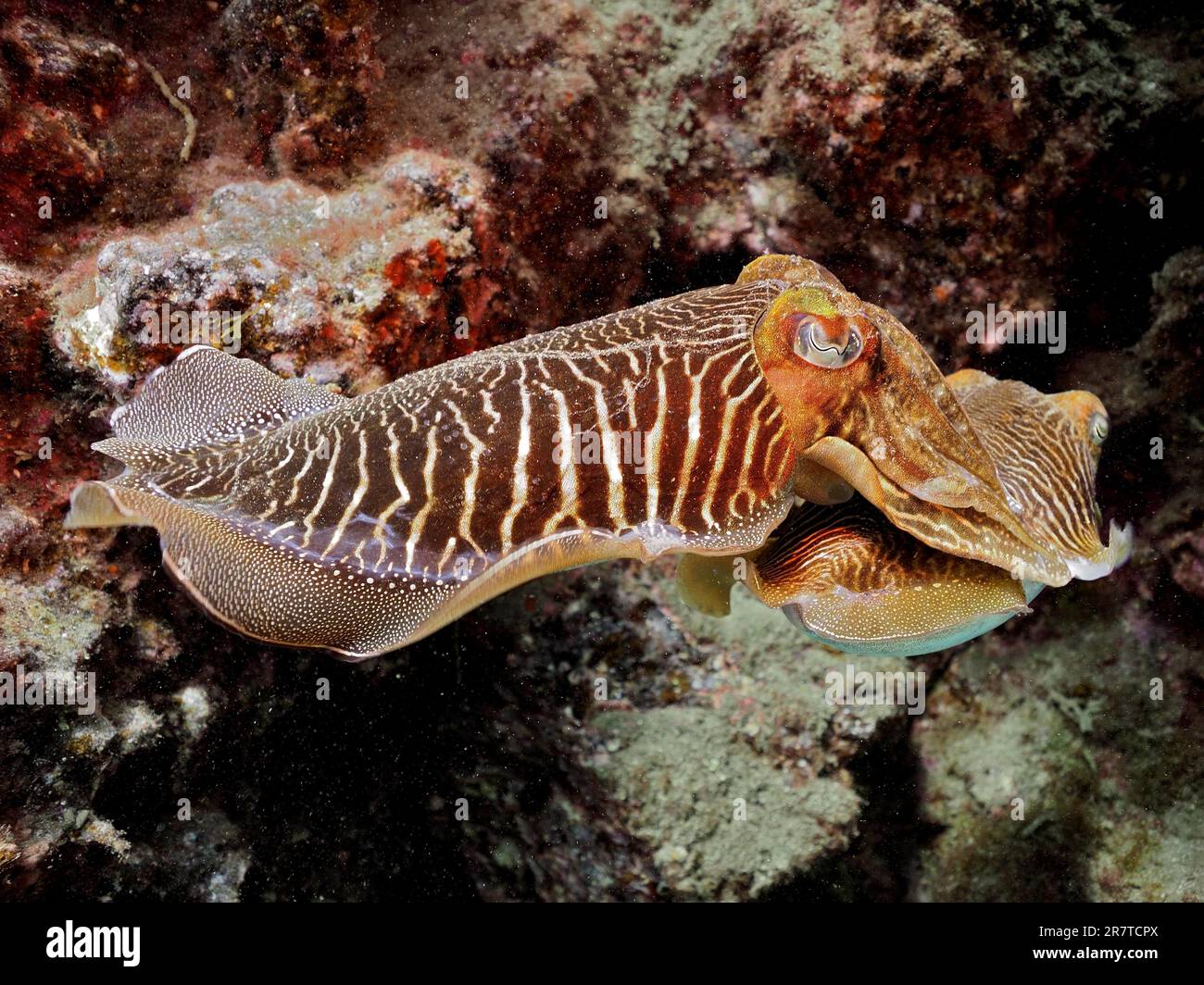 Common cuttlefish (Sepia officinalis), El Cabron marine reserve dive ...