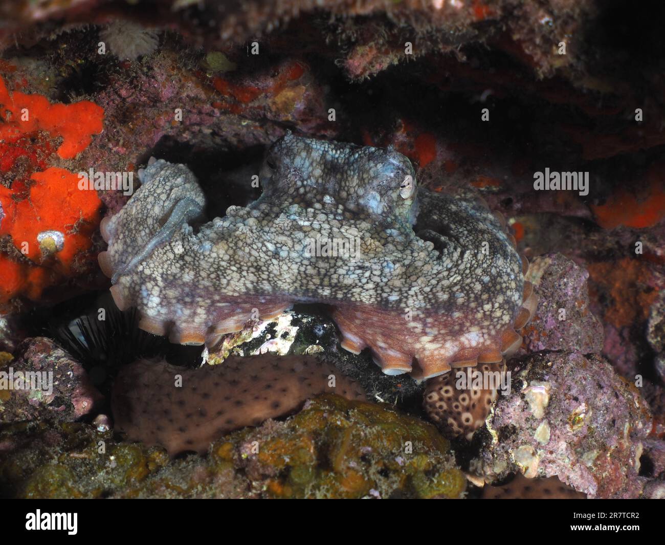 Common Octopus (Octopus vulgaris), Common Octopus, Dive Site El Cabron ...