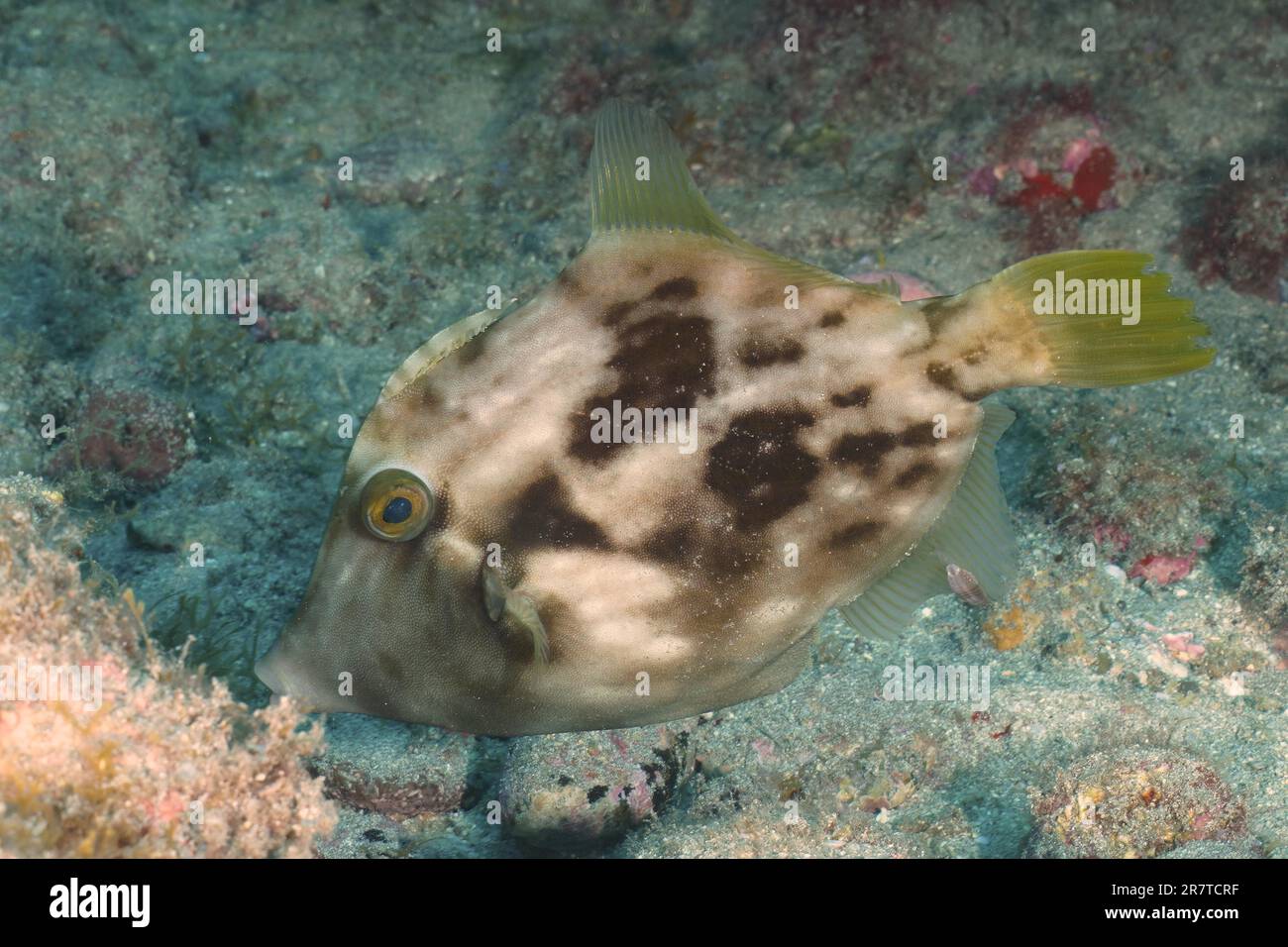 Brown filefish (Stephanolepis hispidus), Pasito Blanco reef dive site ...