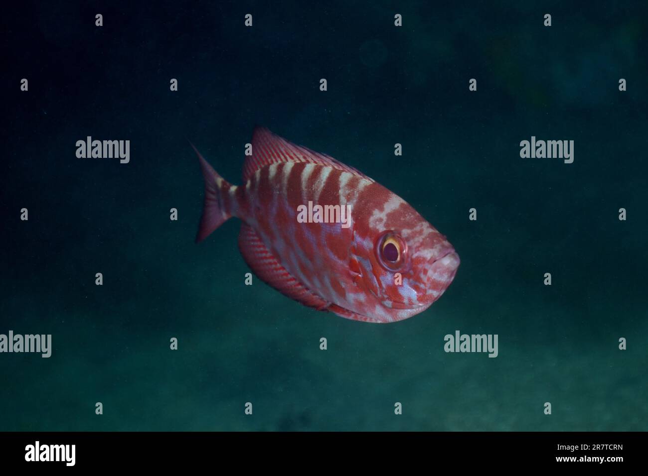 Bigeye glasseye snapper (Heteropriacanthus cruentatus), El Cabron ...