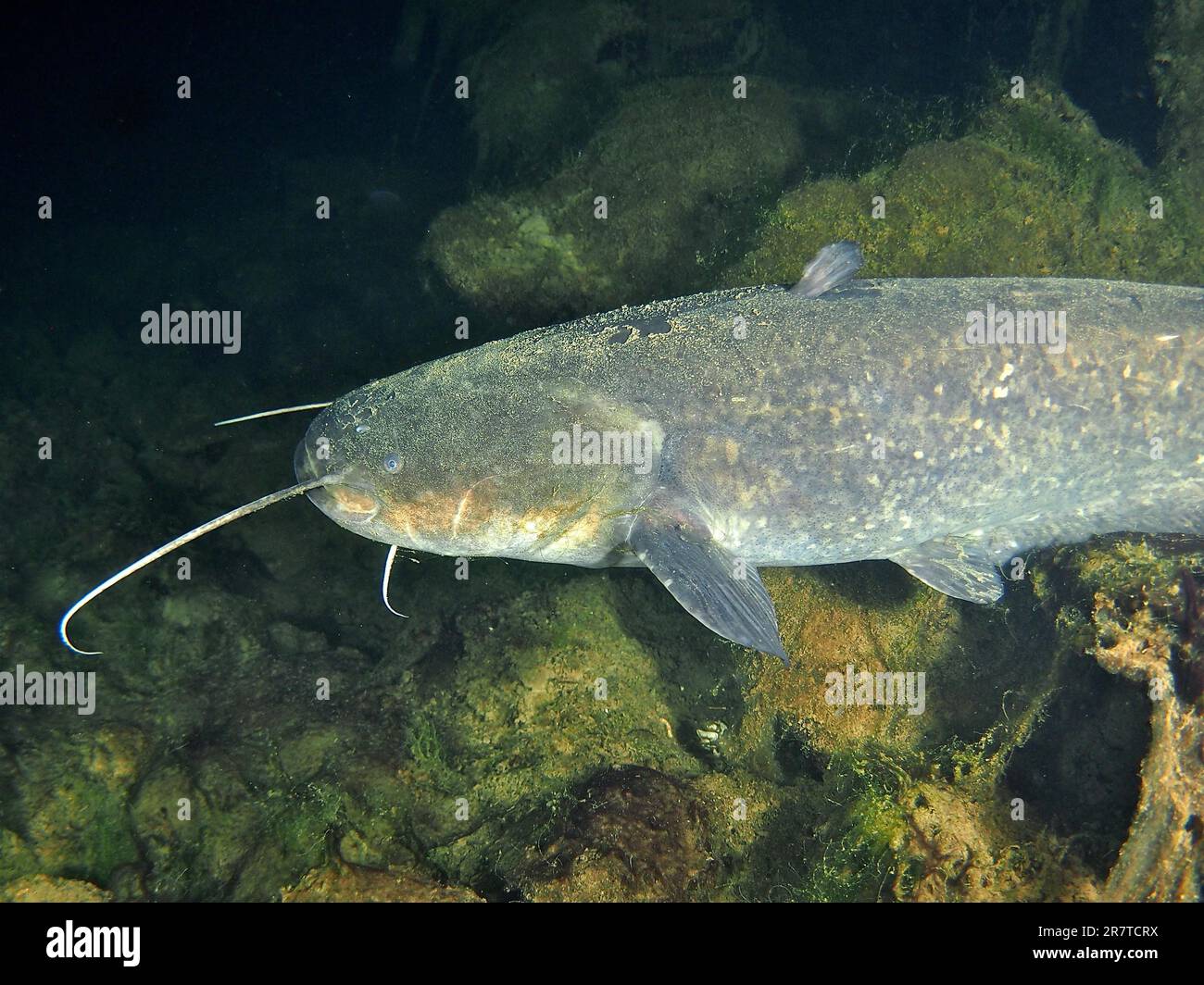 Wels catfish europe hi-res stock photography and images - Alamy