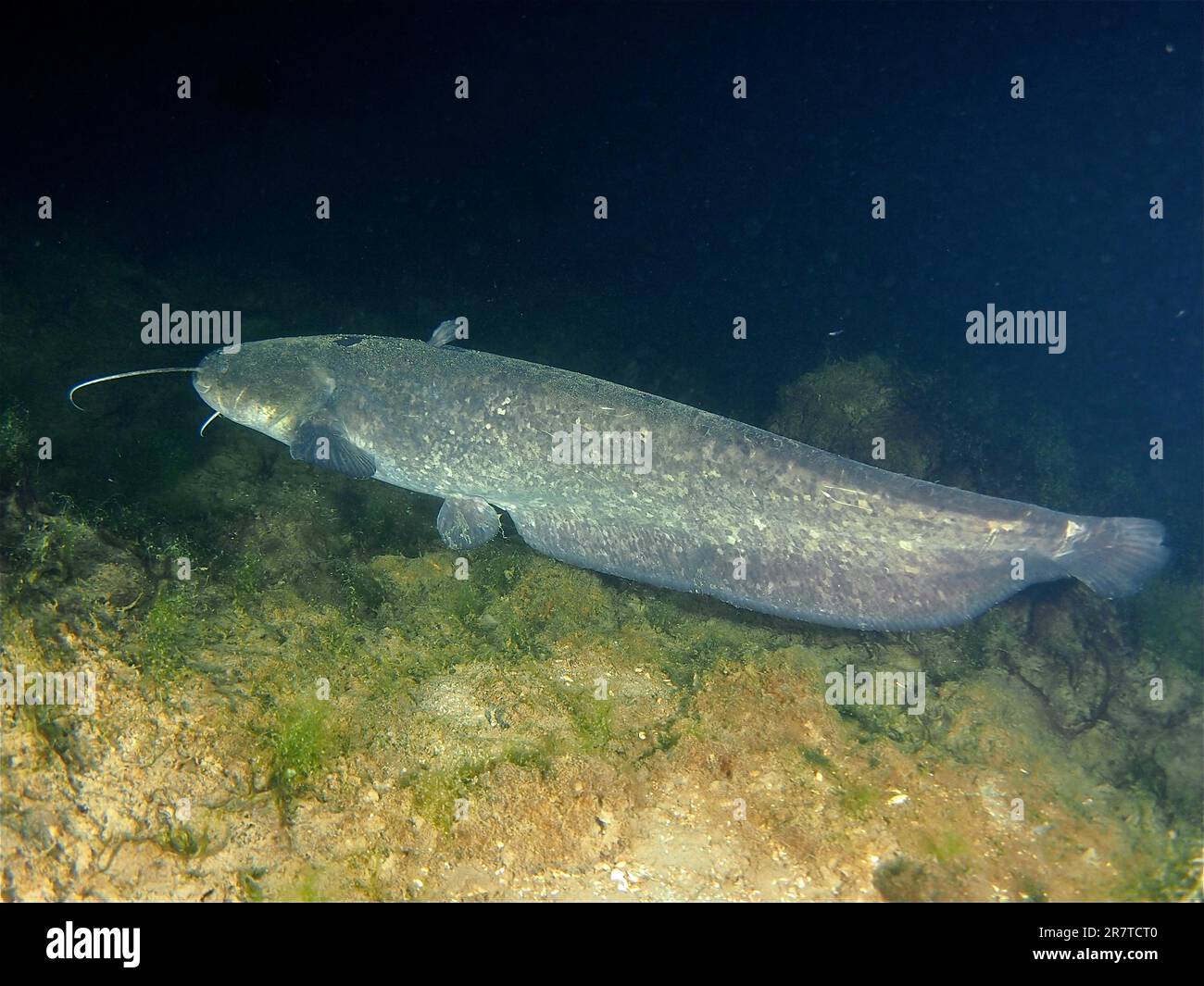 Wels catfish europe hi-res stock photography and images - Alamy