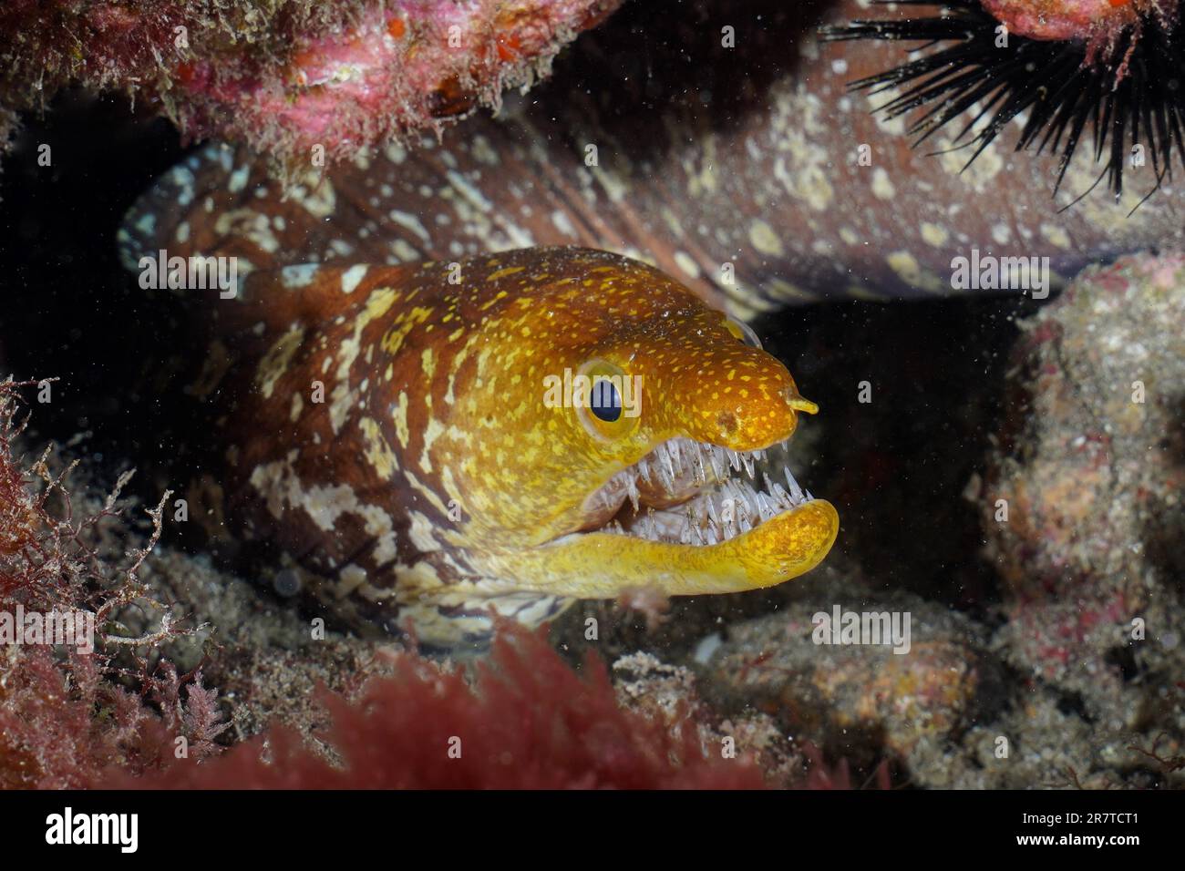 Portrait of fangtooth moray (Enchelycore anatina) with open mouth, dive ...
