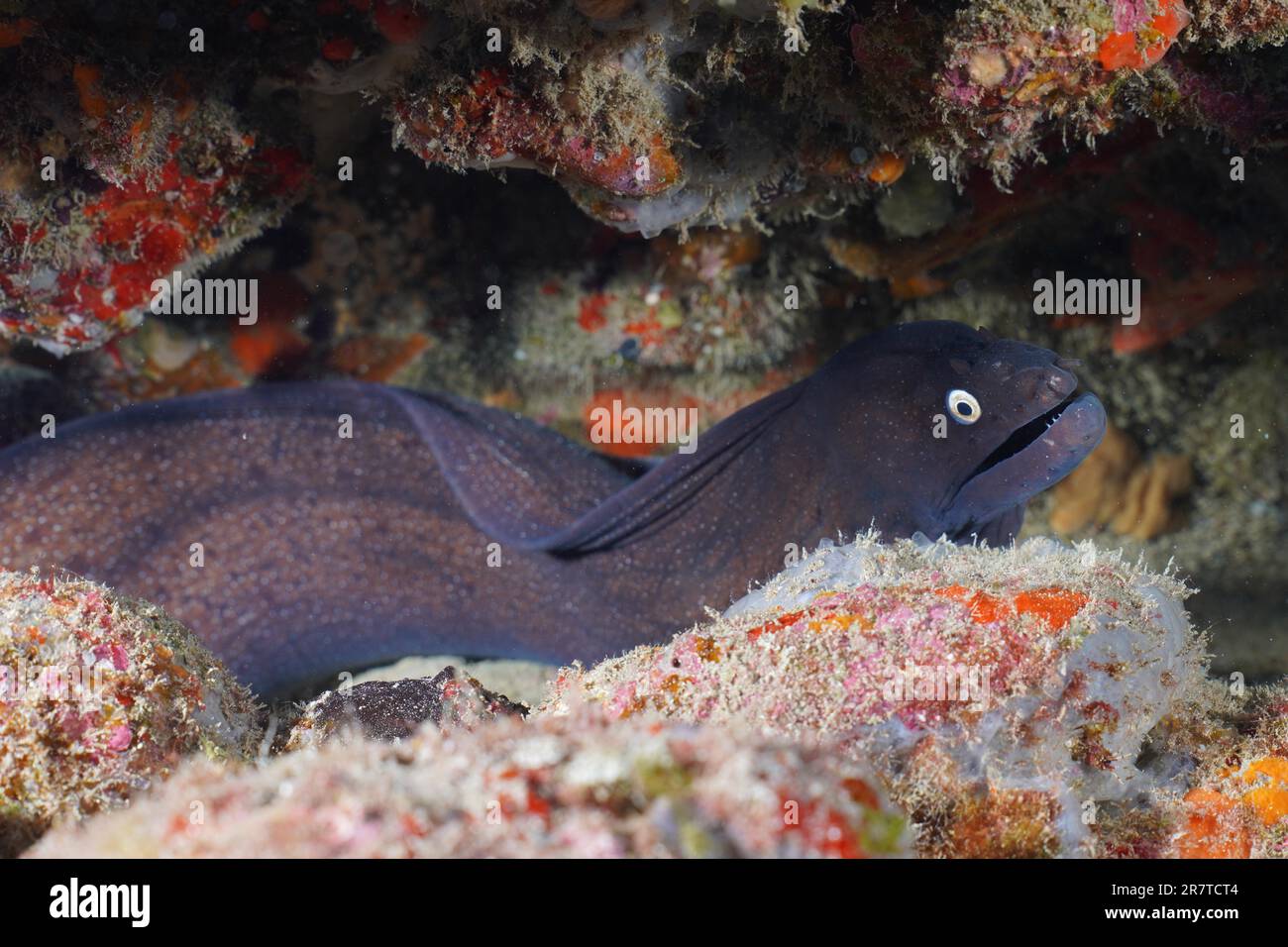Black moray eel (Muraena augusti), Pasito Blanco reef dive site ...