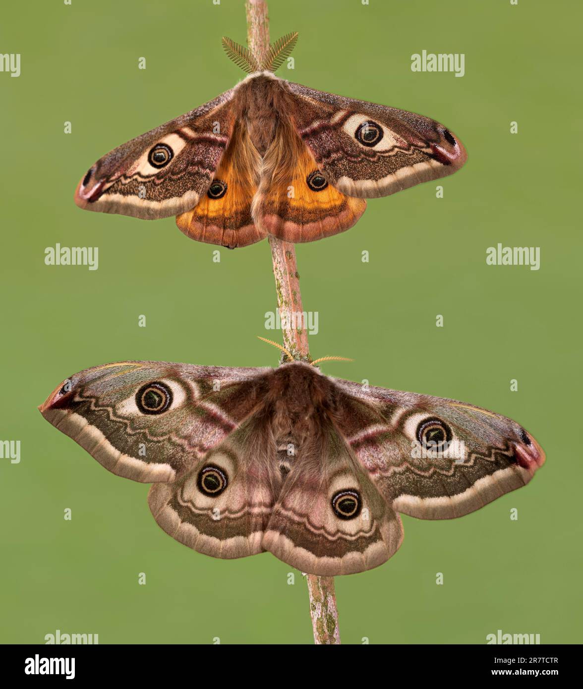 Small emperor moth (Saturnia pavonia), male and female, Lower Saxony ...