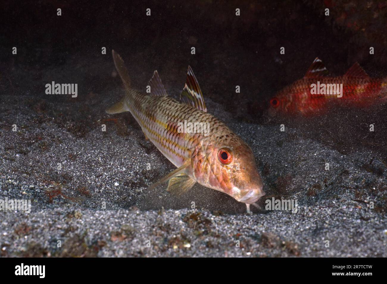 Striped red mullet (Mullus surmuletus) foraging. Dive site El Cabron ...