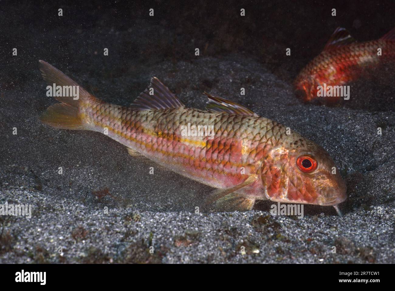 Striped red mullet (Mullus surmuletus) foraging. Dive site El Cabron ...