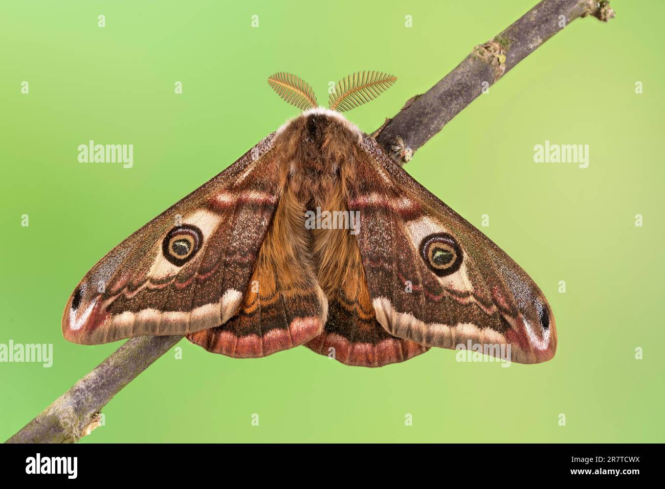 Small emperor moth (Saturnia pavonia), male from above, Lower Saxony ...